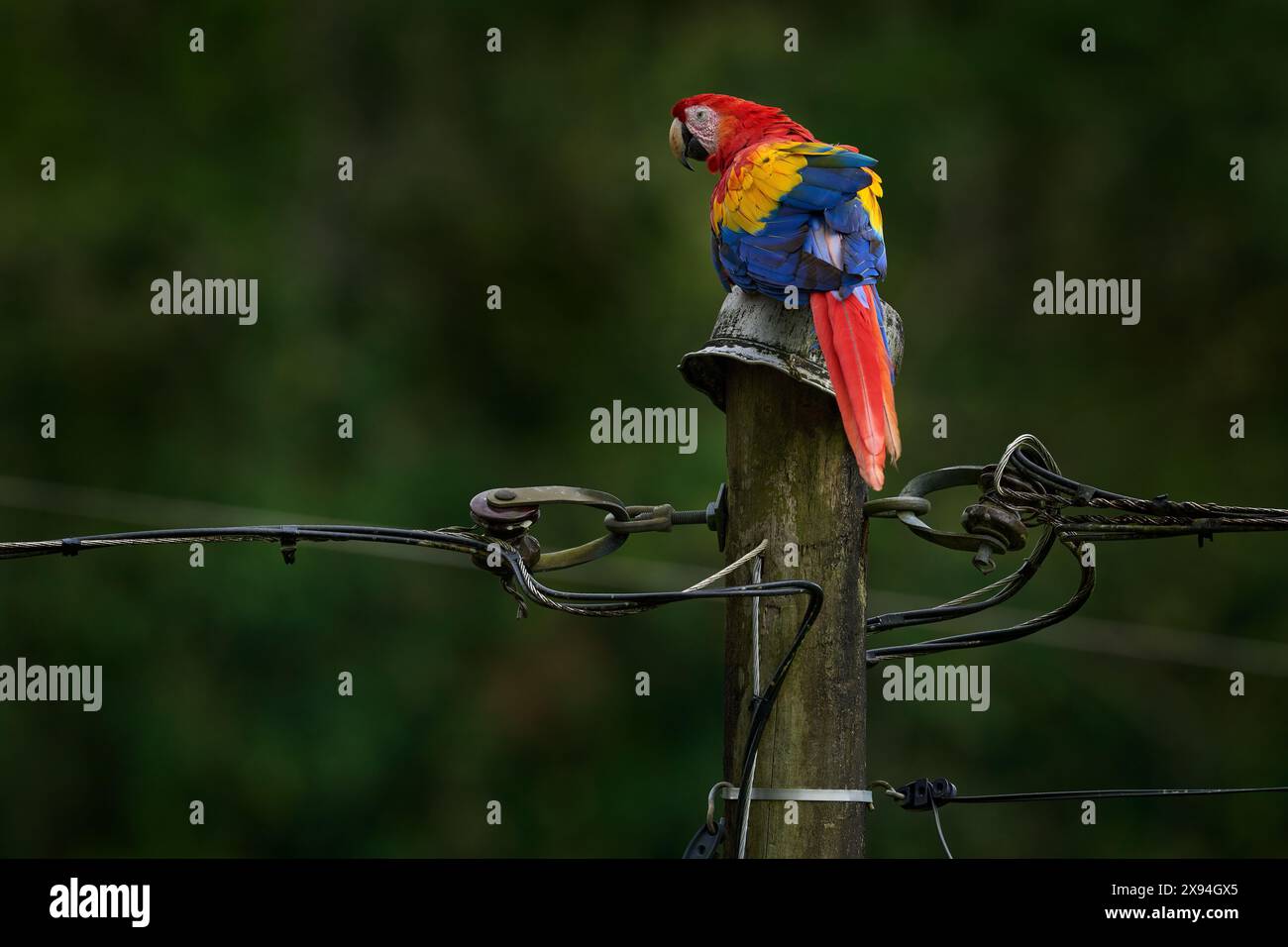 Big red yellow blue parrot on the power electricity line in the green ...