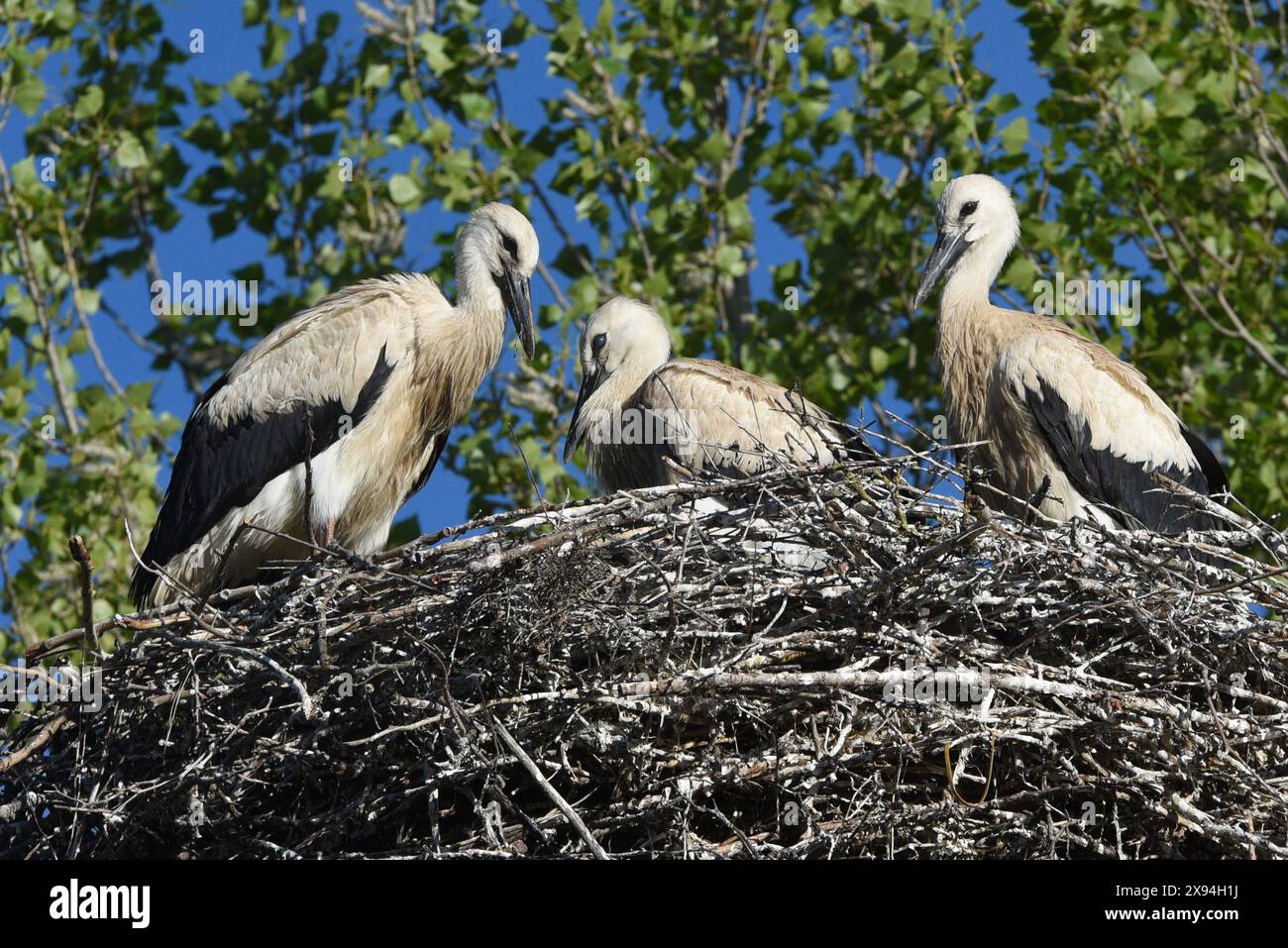Spanish habitats hi-res stock photography and images - Alamy
