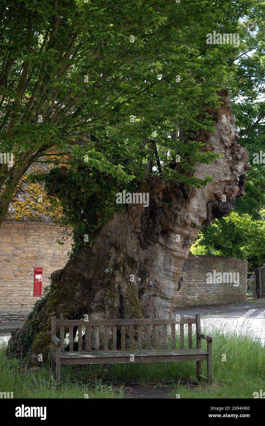 Ancient Oak tree in Easton Maudit village, Northamptonshire, England ...