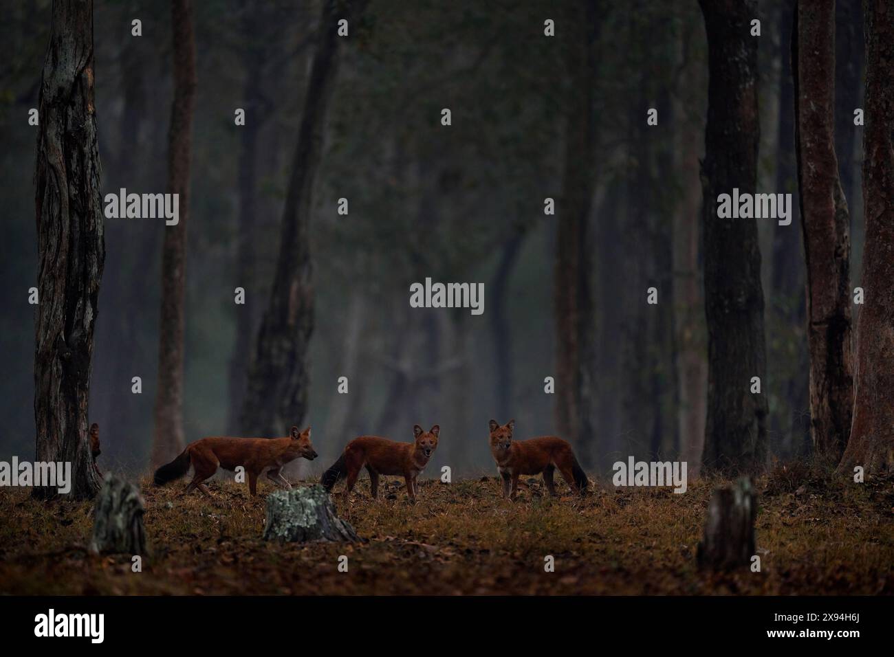 Dhole pack in the dark big tree forest. Dhole, Cuon alpinus, in the ...
