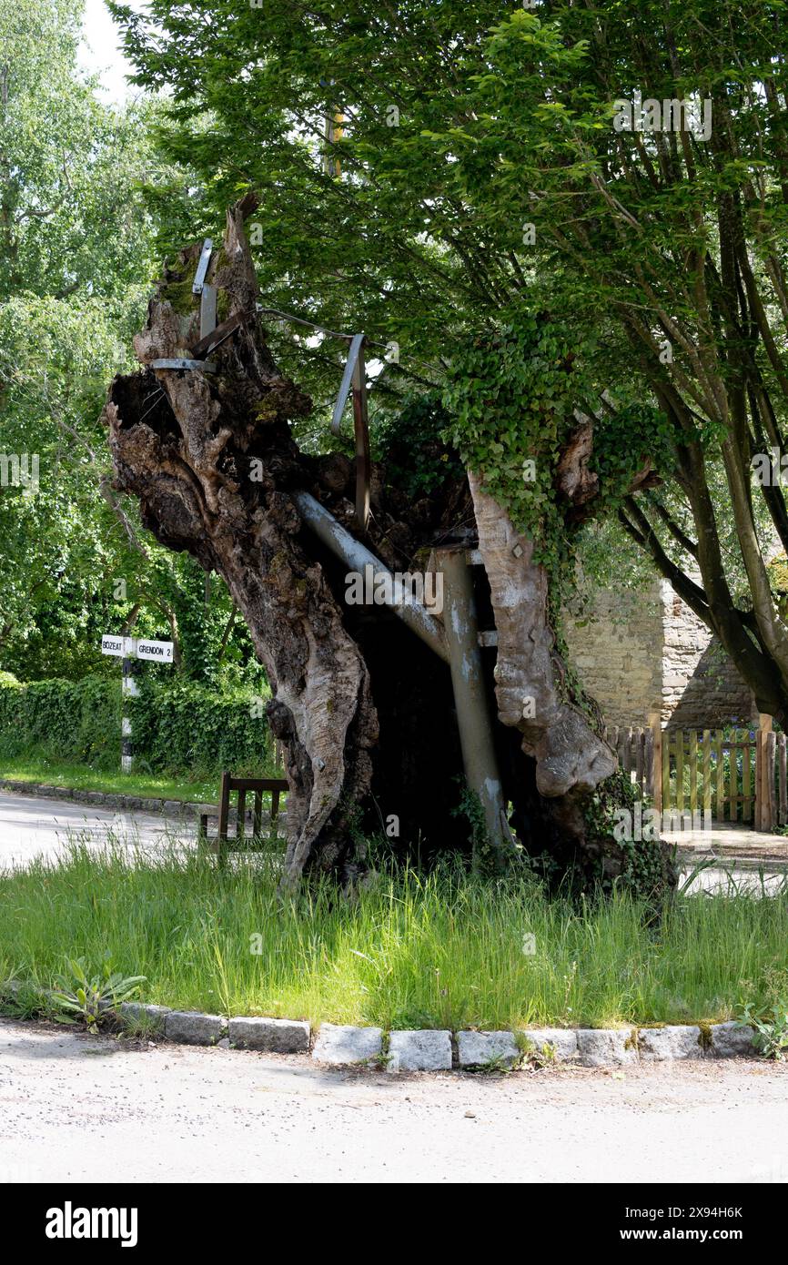 Old uk oak tree hi-res stock photography and images - Alamy