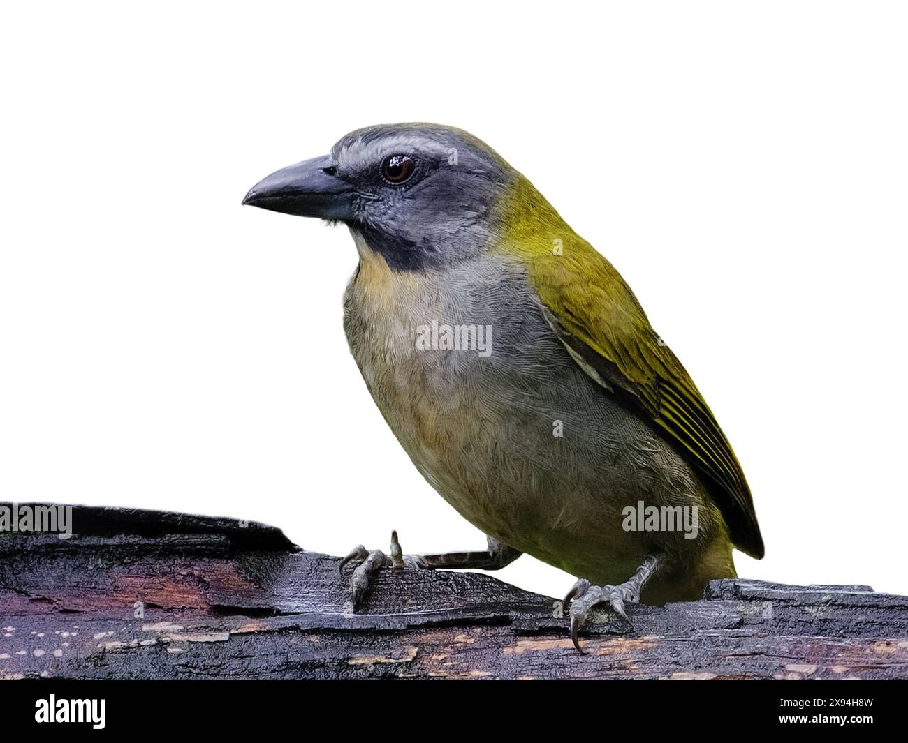 Buff-throated Saltator (Saltator maximus), bird in the tanager family ...