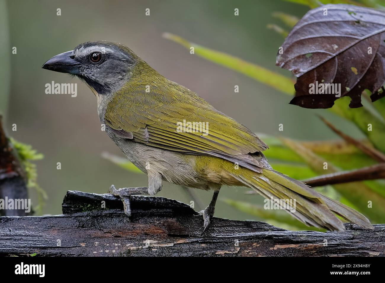 Buff-throated Saltator (Saltator maximus), bird in the tanager family ...