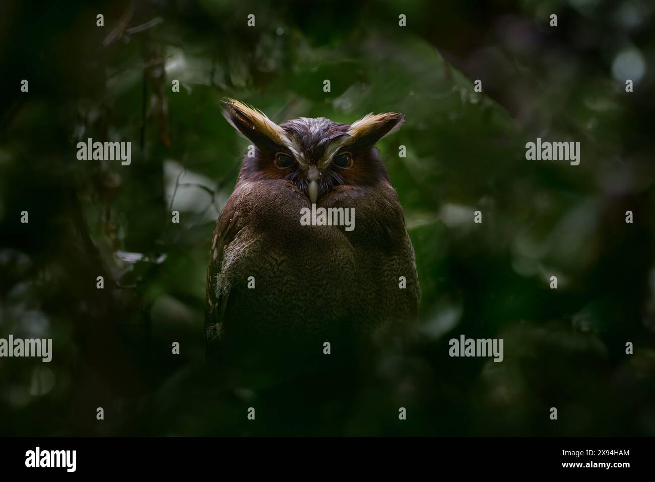 Crested Owl, Lophostrix cristata, big bird in the green forest ...