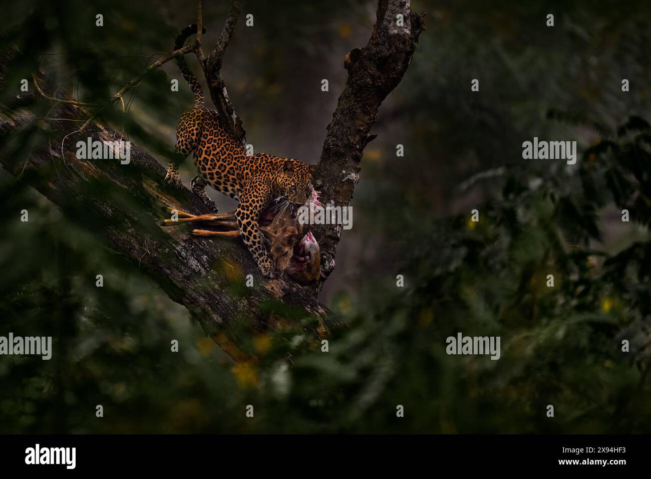 India wildlife, leopard on the tree with catch chital spotted deer in ...