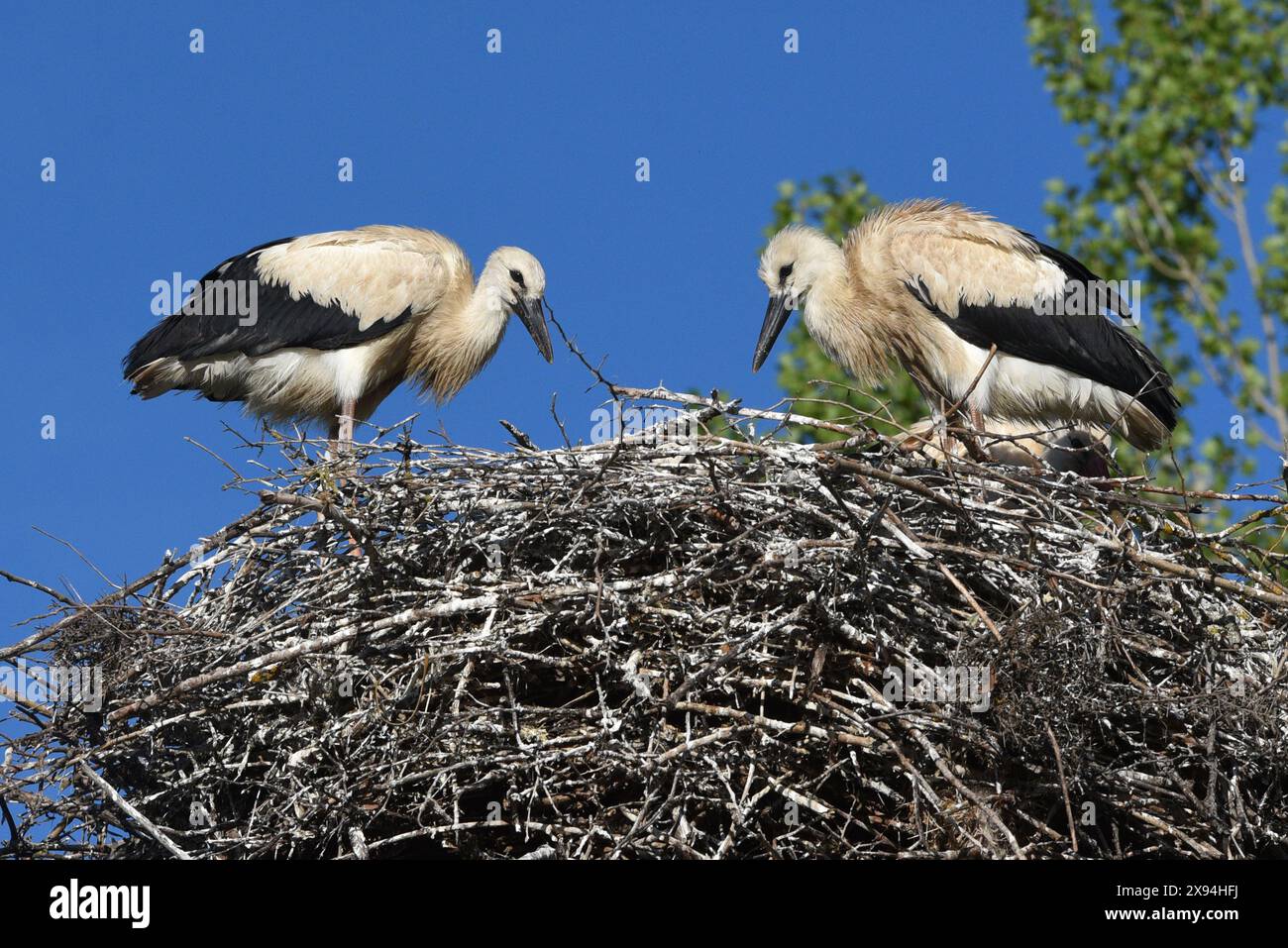 Soria, Spain. 29th May, 2024. White stork chicks seen in their nest in ...