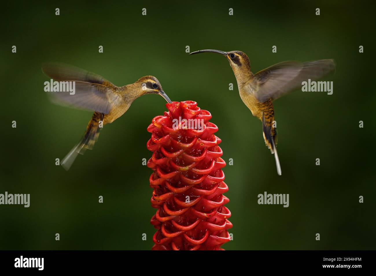 Hummingbirds flying aroung red tropic flower, nature wildlife. Long ...