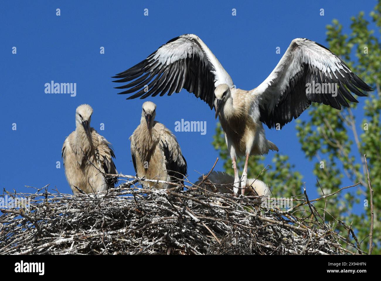 Soria, Spain. 29th May, 2024. A White stork chick seen trying to fly in ...