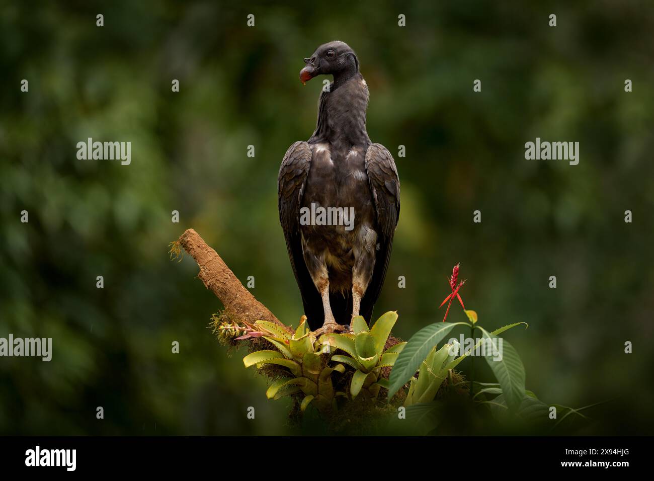 Young king vulture in costa rica hi-res stock photography and images ...