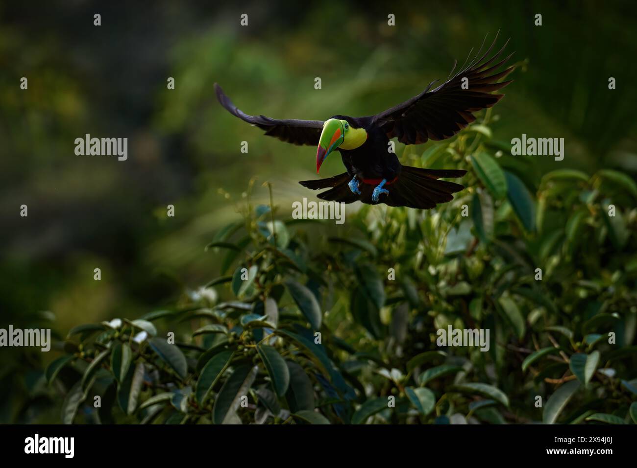 wildlife. Tropic bird fly. Flying jungle bird during rain. Keel-billed ...