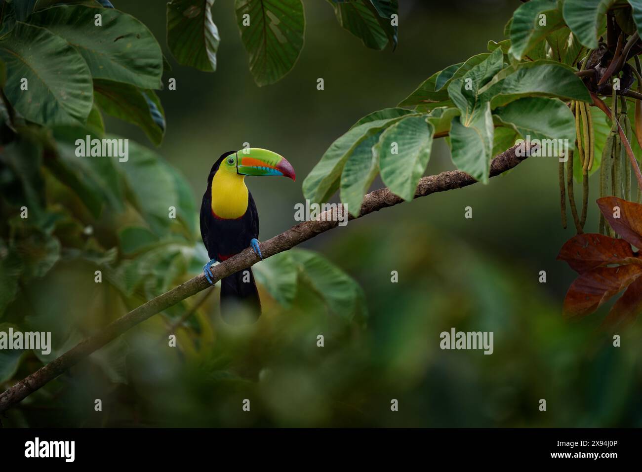Costa Rica nature, tucan on tree branch. Keel-billed Toucan, Ramphastos ...