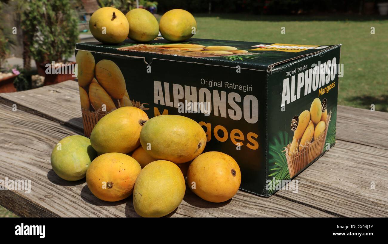 Alphonso mango heap stacked in a box of mangoes to keep ripe Stock ...