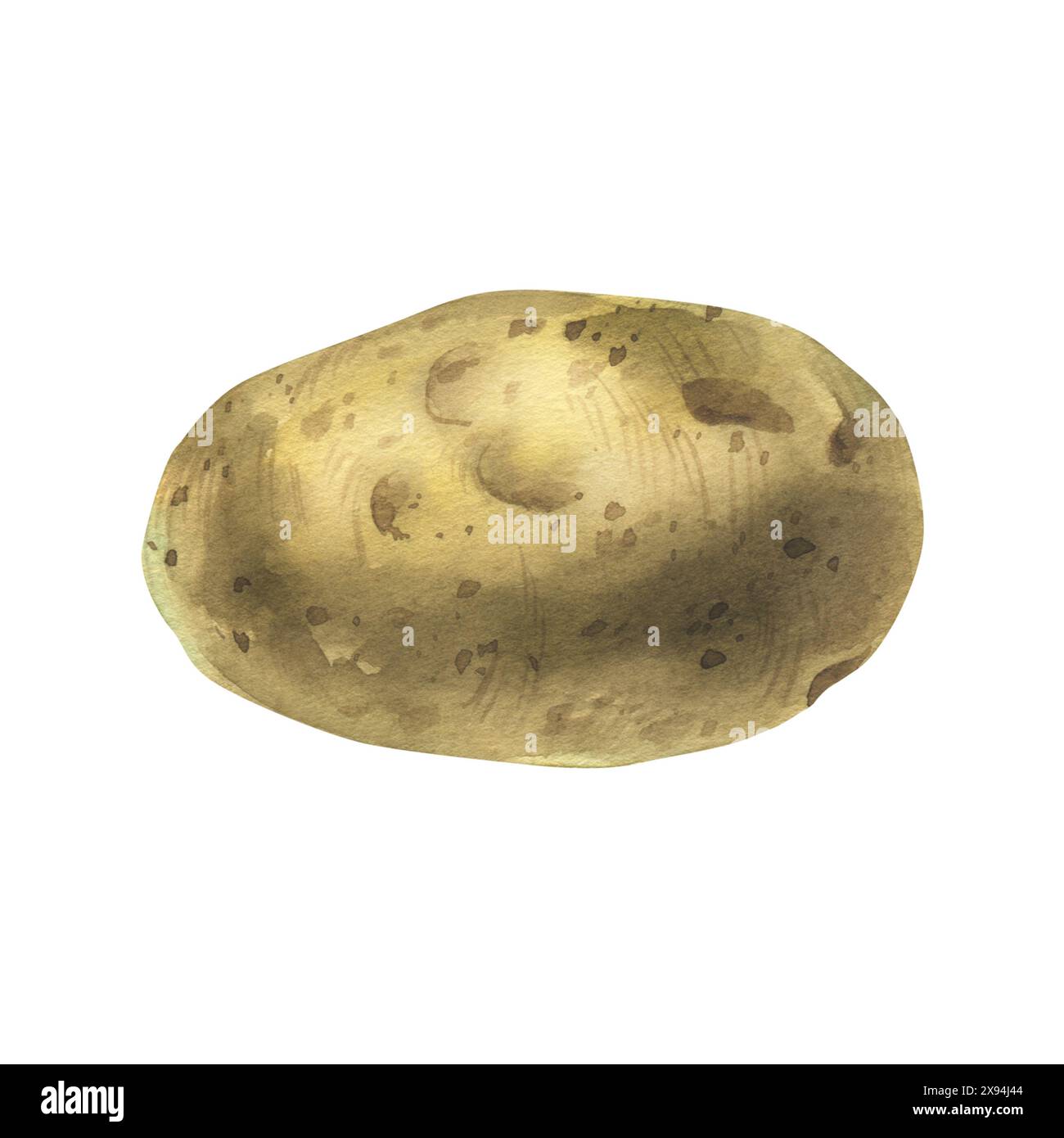 Whole tuber of white potatoes with brown skin. Watercolor illustration ...
