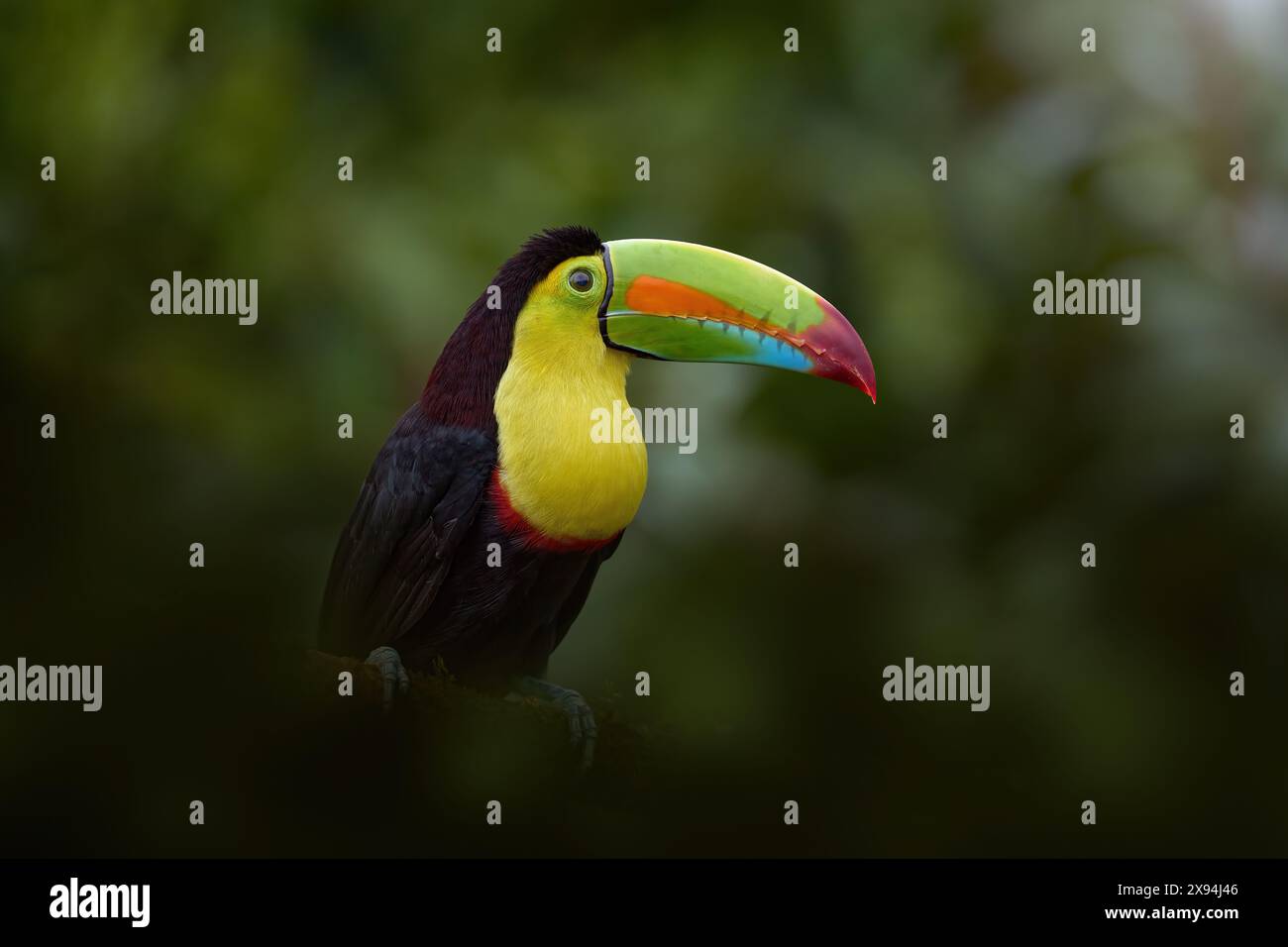 Costa Rica nature, tucan on tree branch. Keel-billed Toucan, Ramphastos ...
