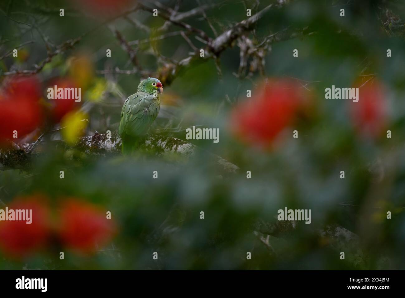 Costa Rica wildlife. parrot in the habitat. Red-lored Parrot, Amazona ...