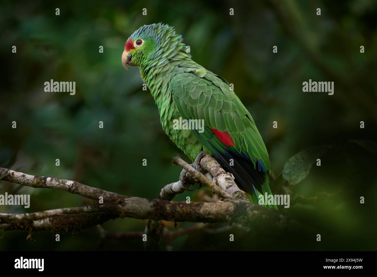 Costa Rica wildlife. parrot in the habitat. Red-lored Parrot, Amazona ...