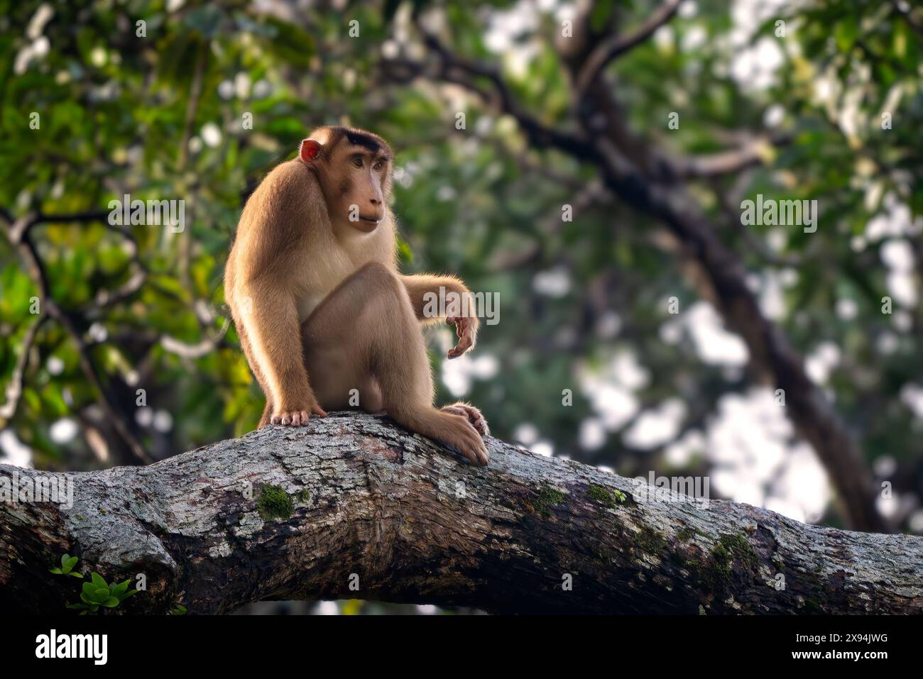 Southern Pig-tailed Macaque - Macaca nemestrina, large powerful macaque ...