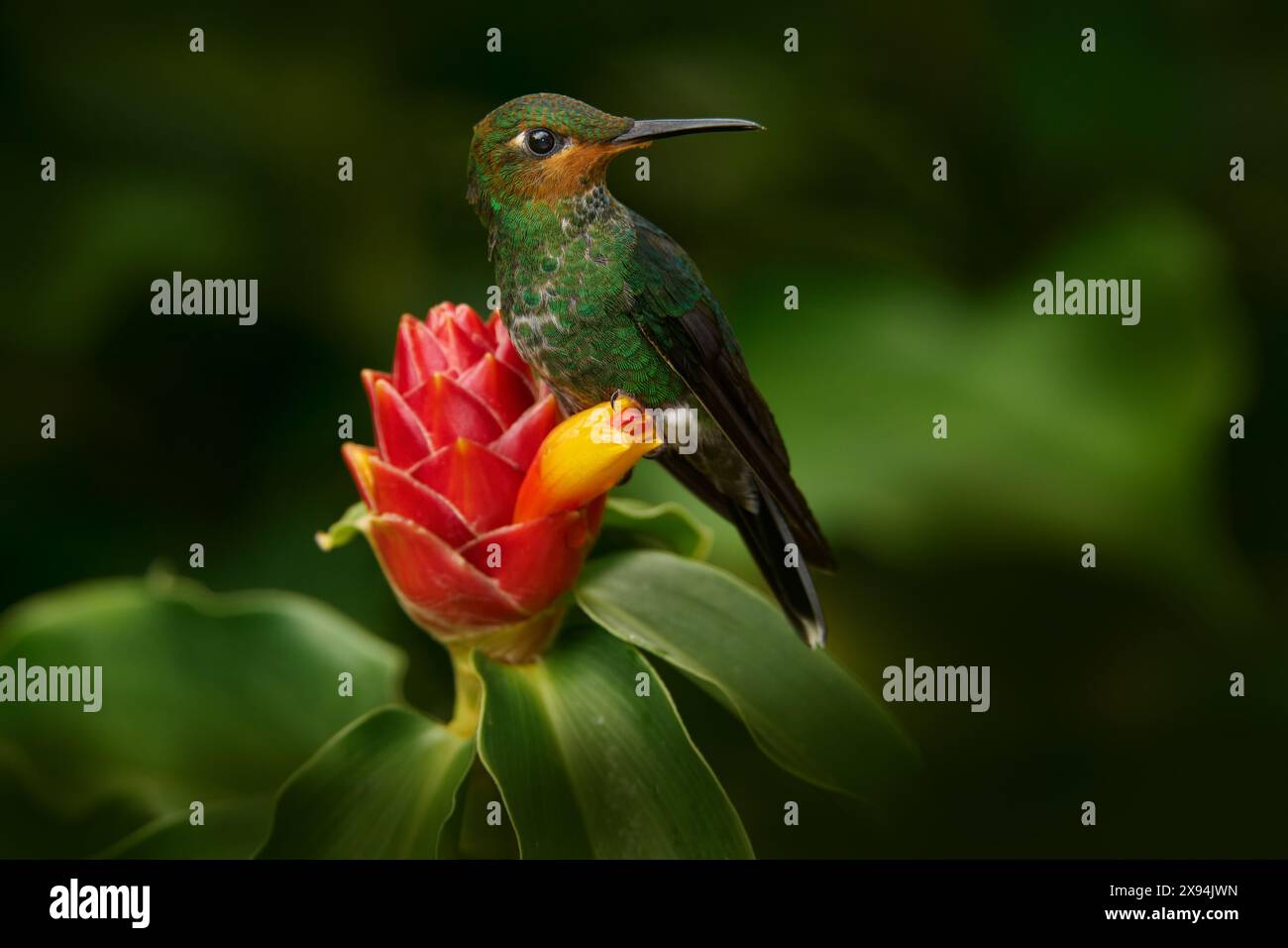 Costa Rica nature. Green-crowned Brilliant, Heliodoxa jacula, beautiful ...