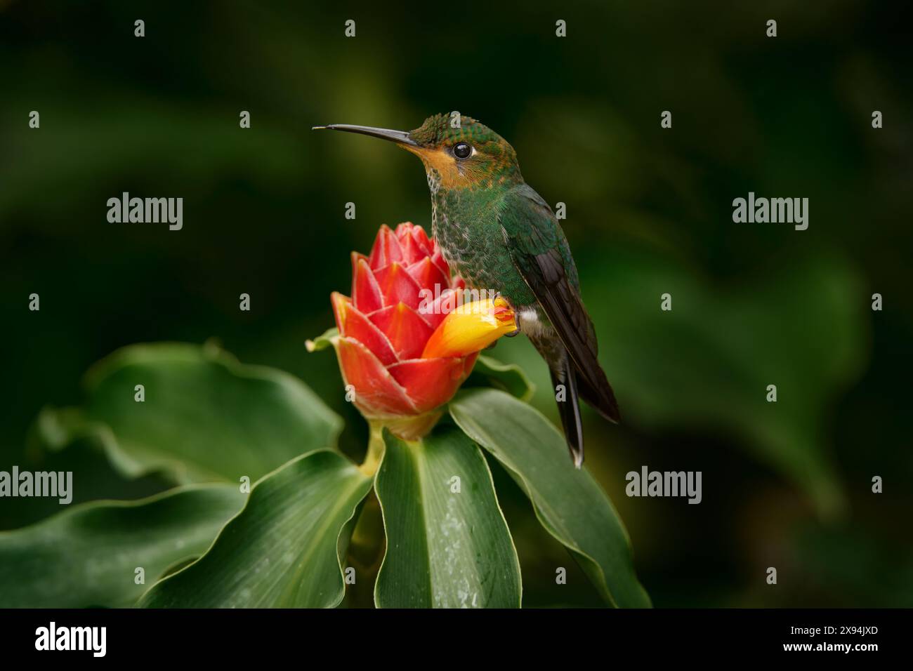 Green-crowned Brilliant, Heliodoxa jacula, beautiful bloom. Heliconia ...