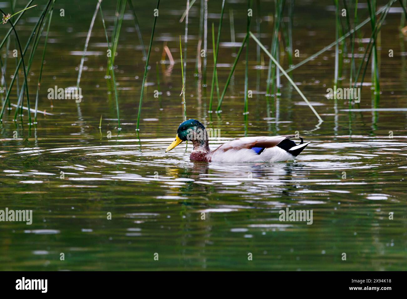 Duck profile photo hi-res stock photography and images - Alamy