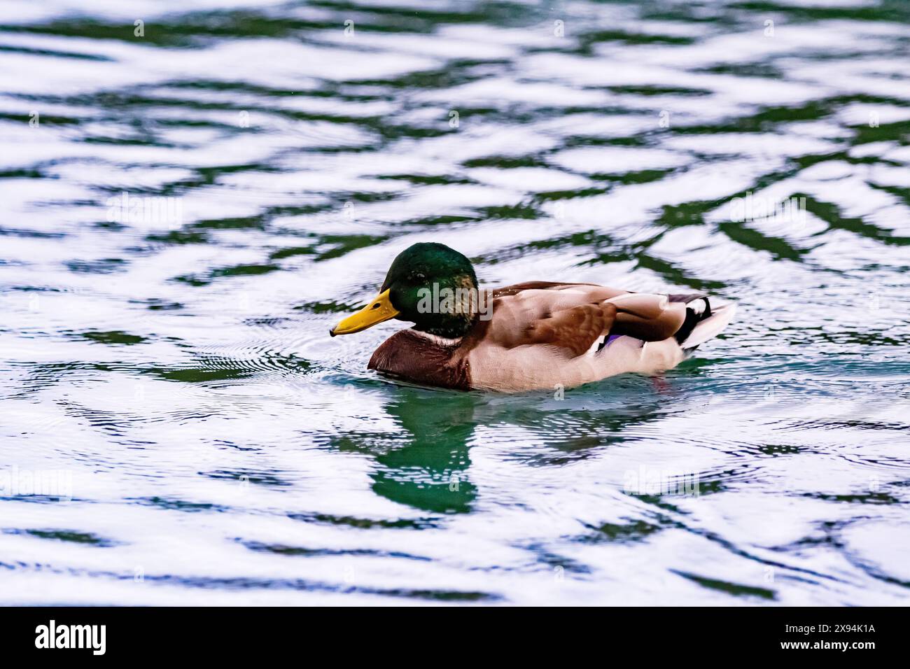 Duck profile photo hi-res stock photography and images - Alamy