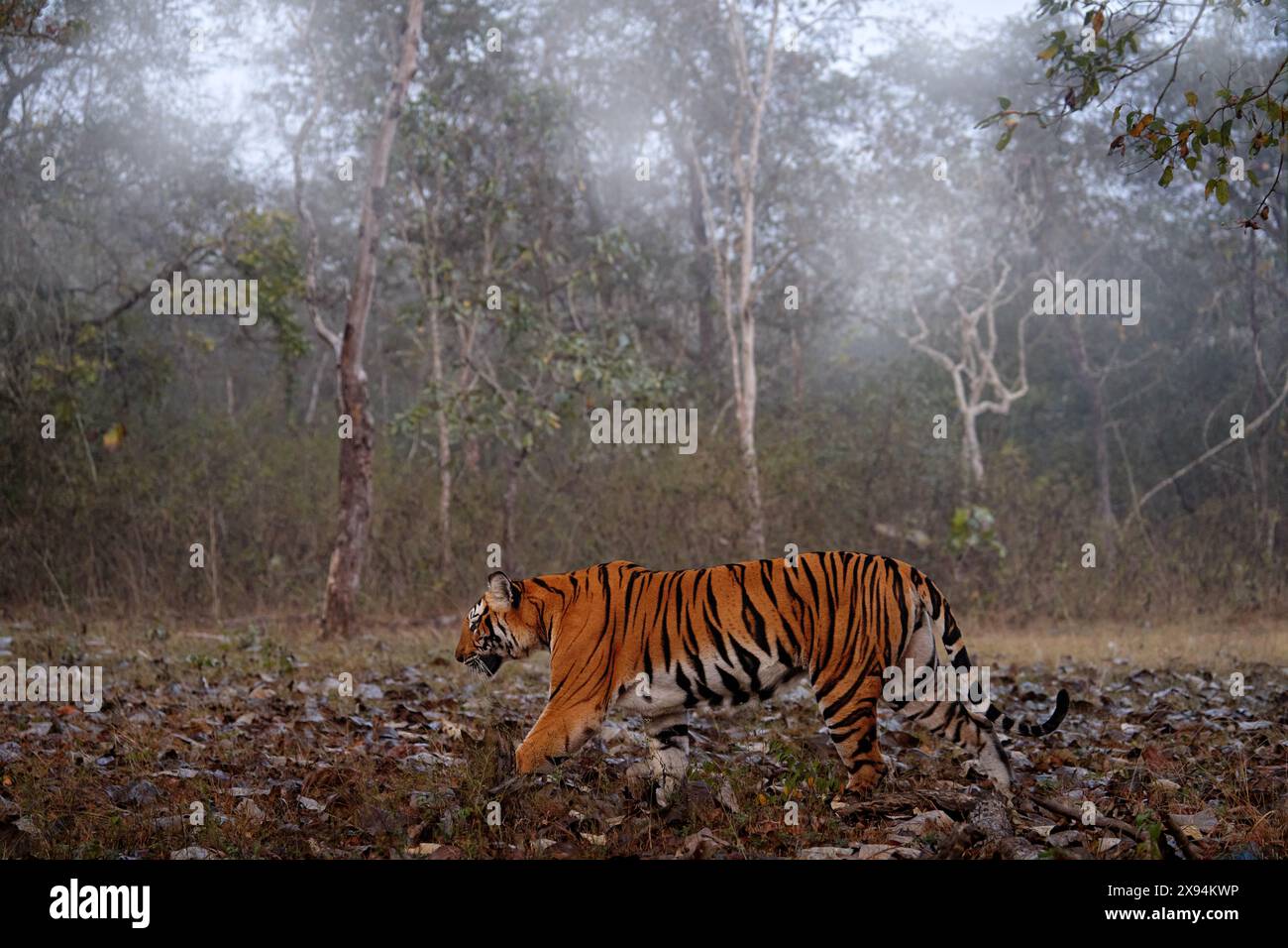 Indian tiger walk between the tree, morning fog in forest. Big orange ...