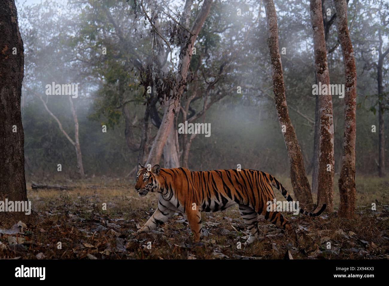 Indian tiger walk between the tree, hidden in the forest. Big orange ...