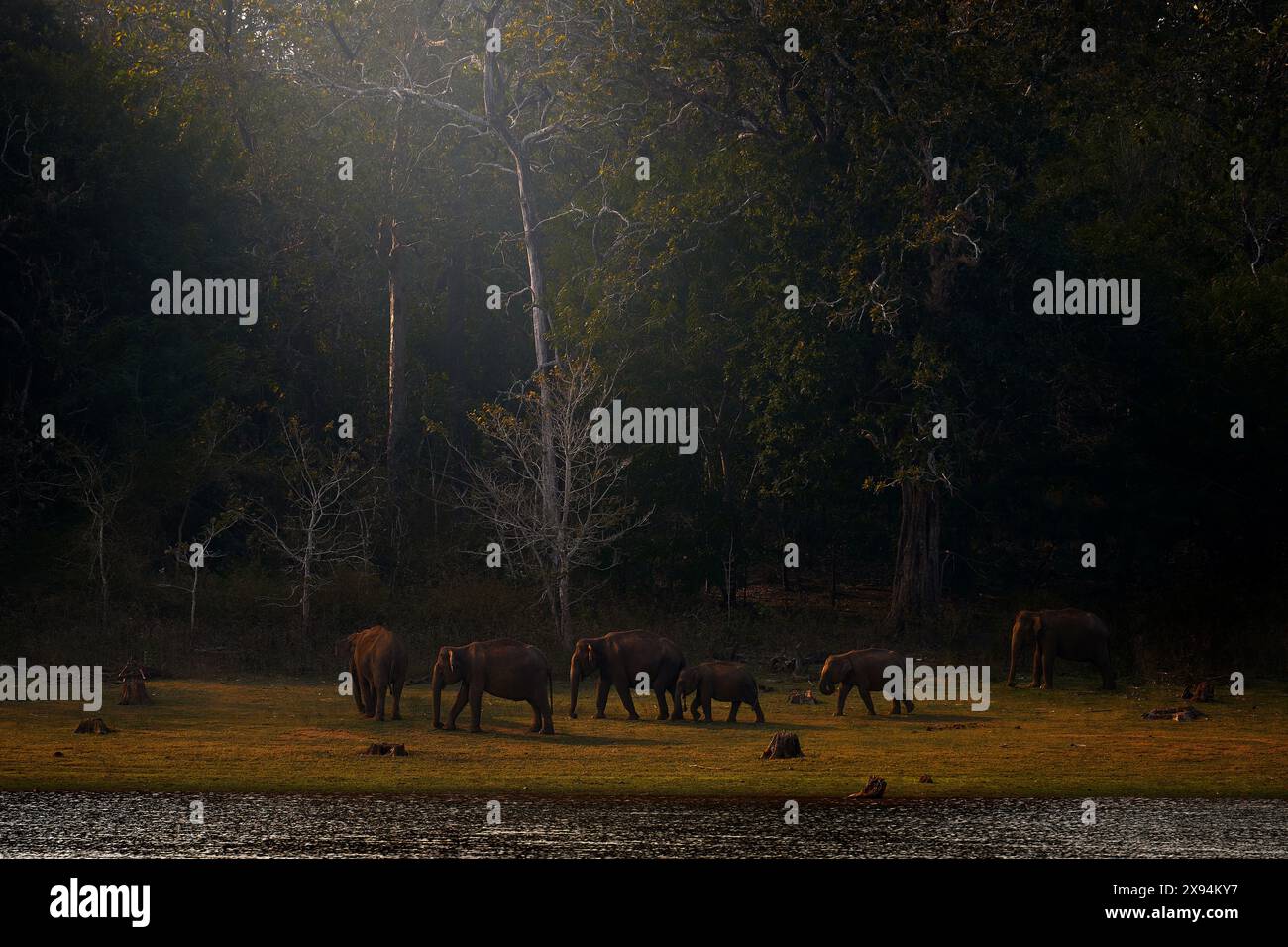 Indian Elephant with lake in Kabini Nagarhole NP in India. Wildlife ...