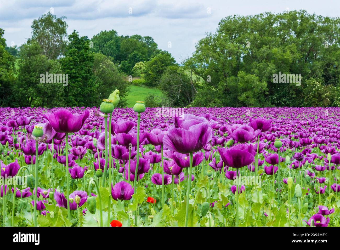 Purple poppy blossoms in a field. Papaver somniferum Stock Photo - Alamy