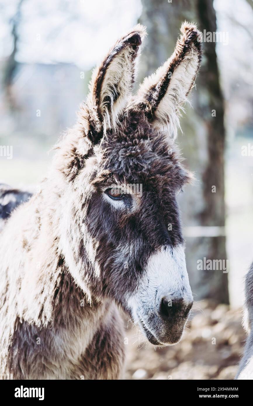 Portrait of a beautiful gray donkey in a donkey farm Stock Photo - Alamy