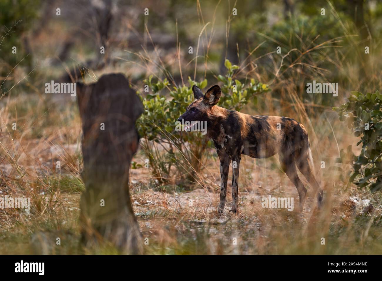African wild dog, Lycaon pictus, detail portrait open muzzle, Mana ...