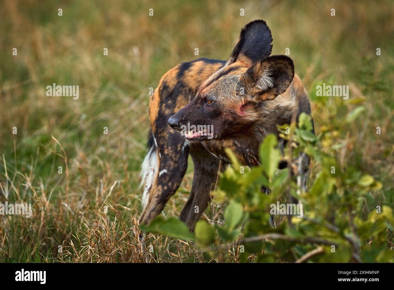 African wild dog, Lycaon pictus, detail portrait open muzzle, Mana ...