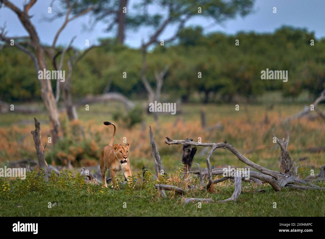 Zambia wildlife. Young male lion, widlife. Big cat in Africa. African ...