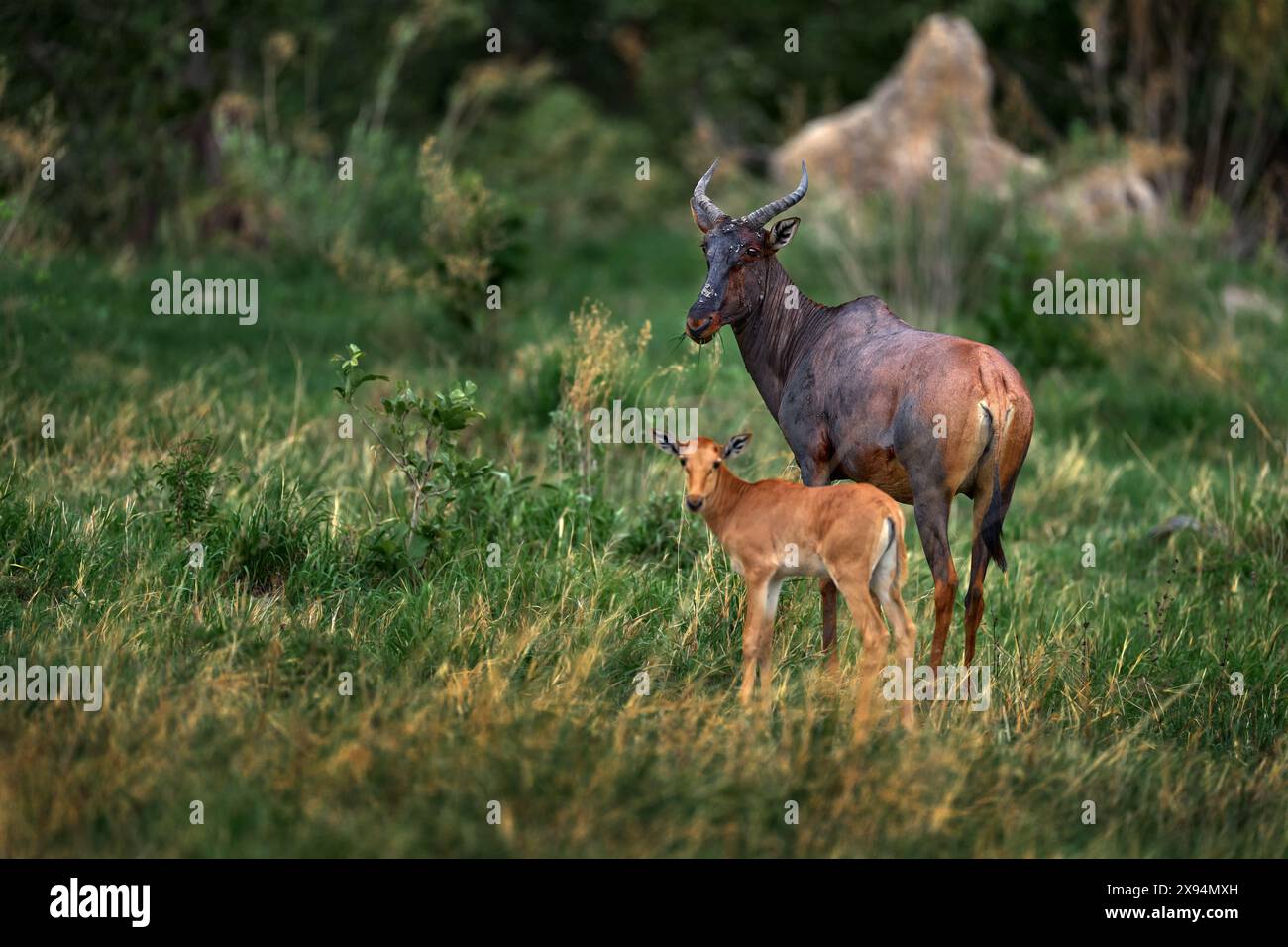 Antelope with young cub. Sassaby, in green vegetation, Okavango delta ...