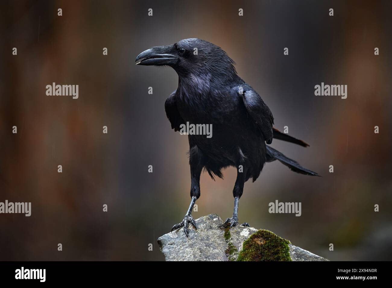 Raven with dead European hare, carcass in the rock stone forest. Black ...