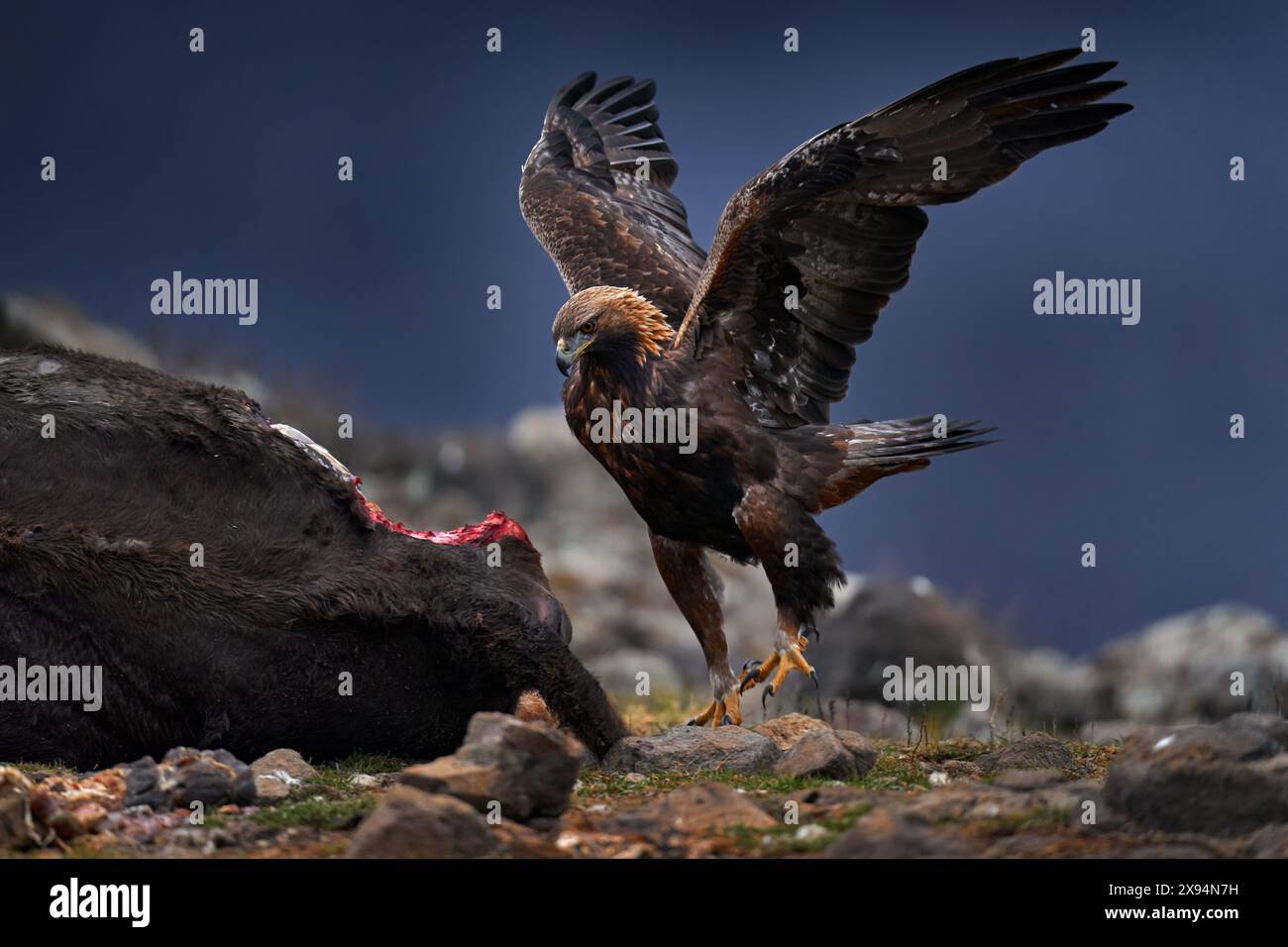 Eagle with cow calf carcass. Golden eagle, stone, Rhodopes mountain ...