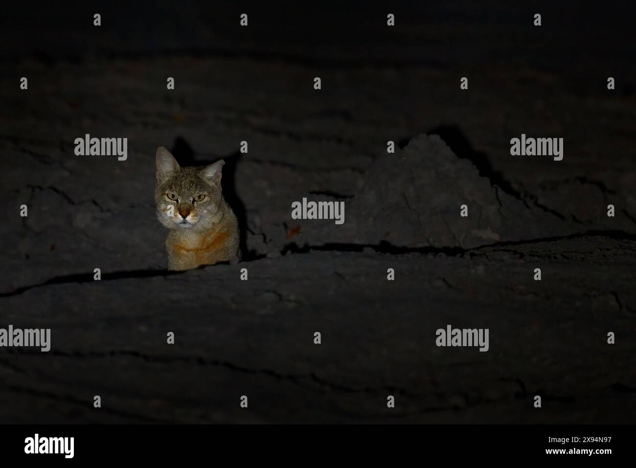 African wildcat at night hi-res stock photography and images - Alamy