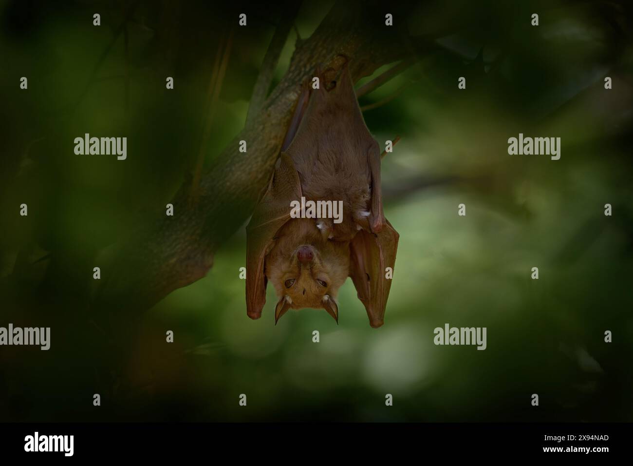 Peters's epauletted fruit bat, Epomophorus crypturus, species of ...