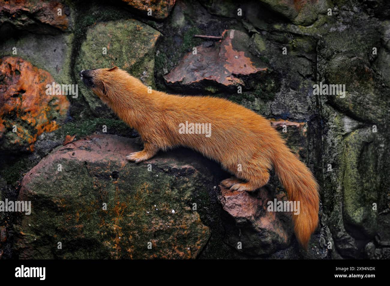 Siberian weasel, Mustela sibirica, mink animal in the stone wall.Kolonok, orange fur cat animal ...