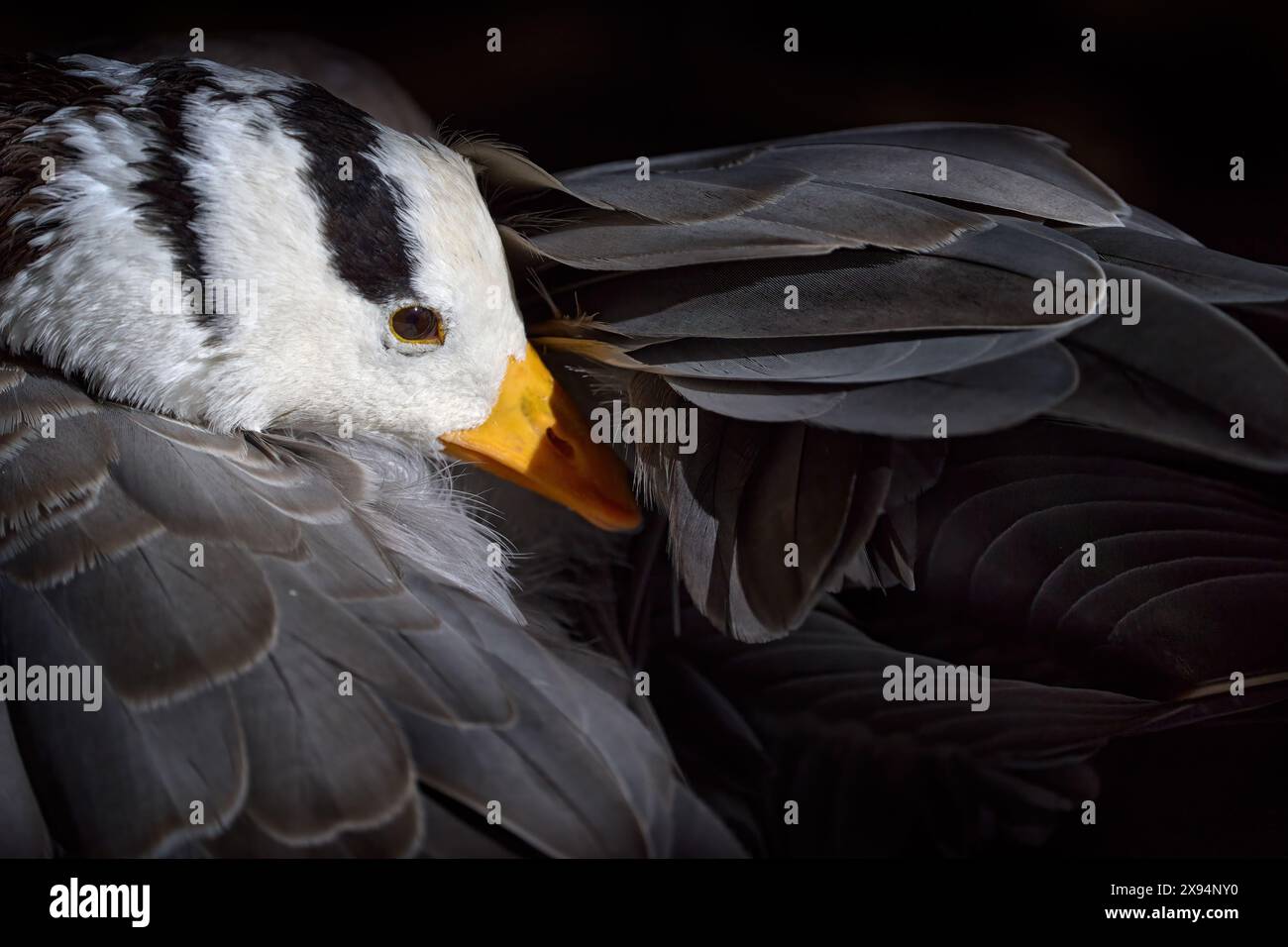 Bar-headed goose, Anser indicus, grey white black bird in the nature ...