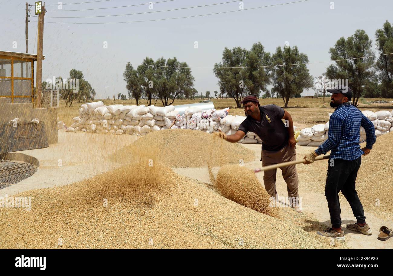 (240529) -- BAGHDAD, May 29, 2024 (Xinhua) Iraqi farmers treat newly ...