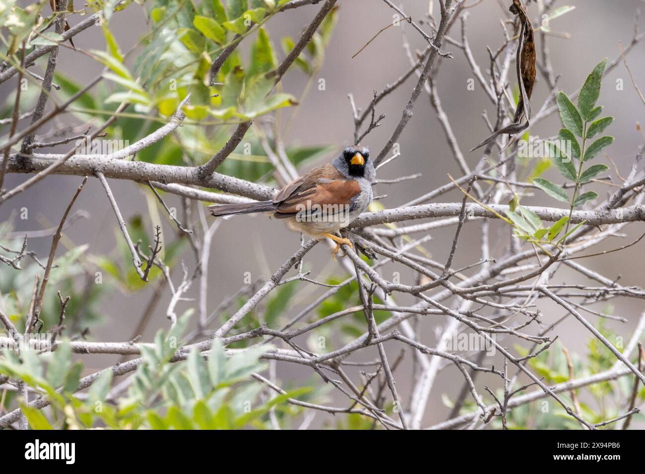 Great Inca Finch - Incaspiza pulchra - endemic Peruvian bird - male ...