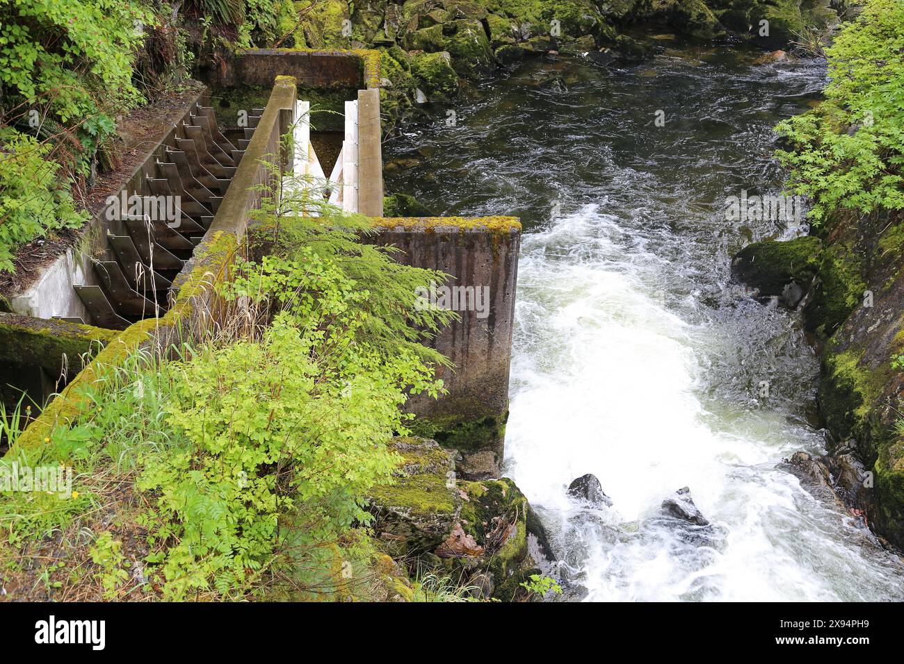 Salmon Ladder, Ketchikan Creek, Park Avenue, Ketchikan, Revillagigedo ...