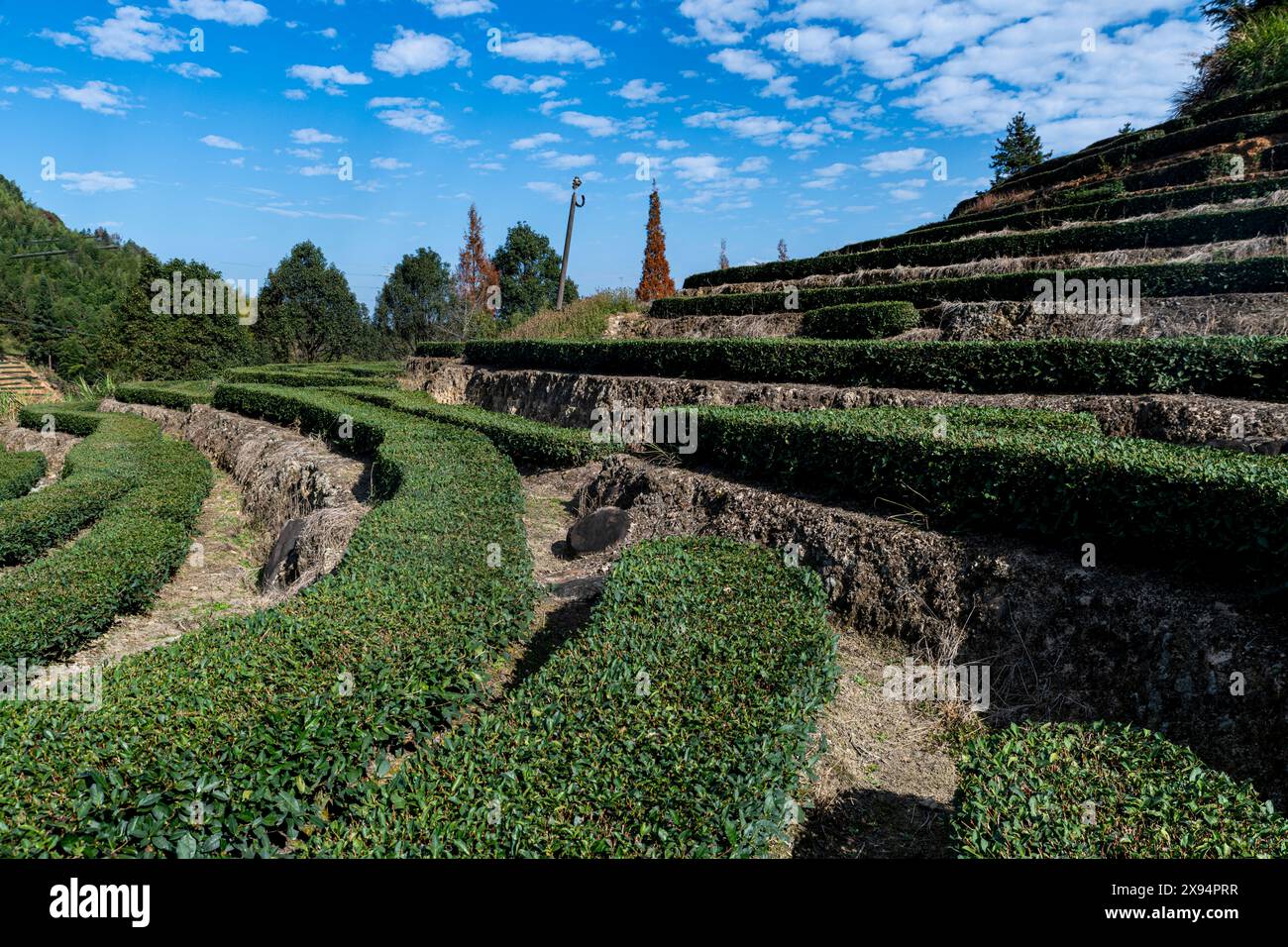 Tea plantation at Tianluokeng, Fujian Tulou, rural dwelling of the ...