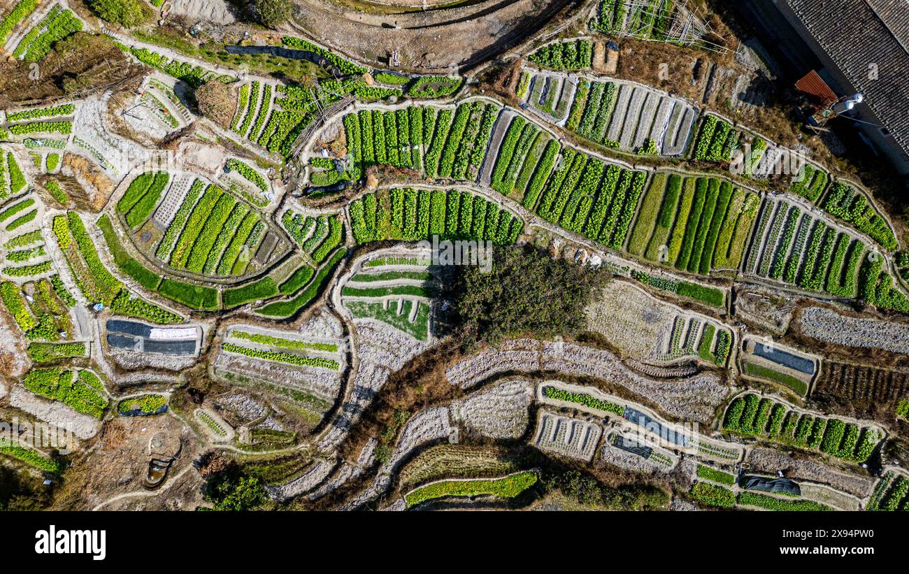 Aerial of tea plantations around the Yuchang Fujian Tulou, rural ...