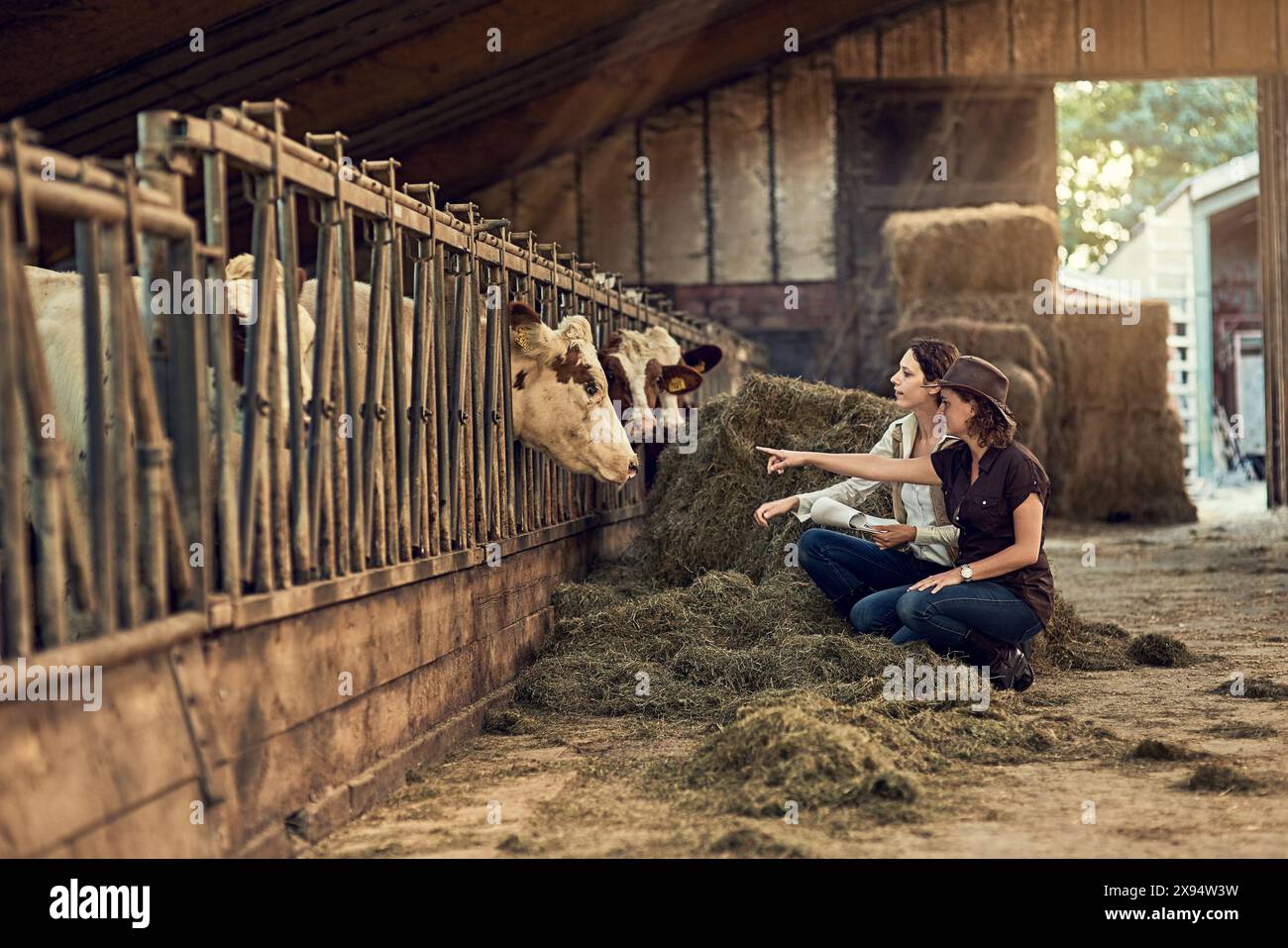 Women, pointing and barn for check on cows , teamwork and review for ...