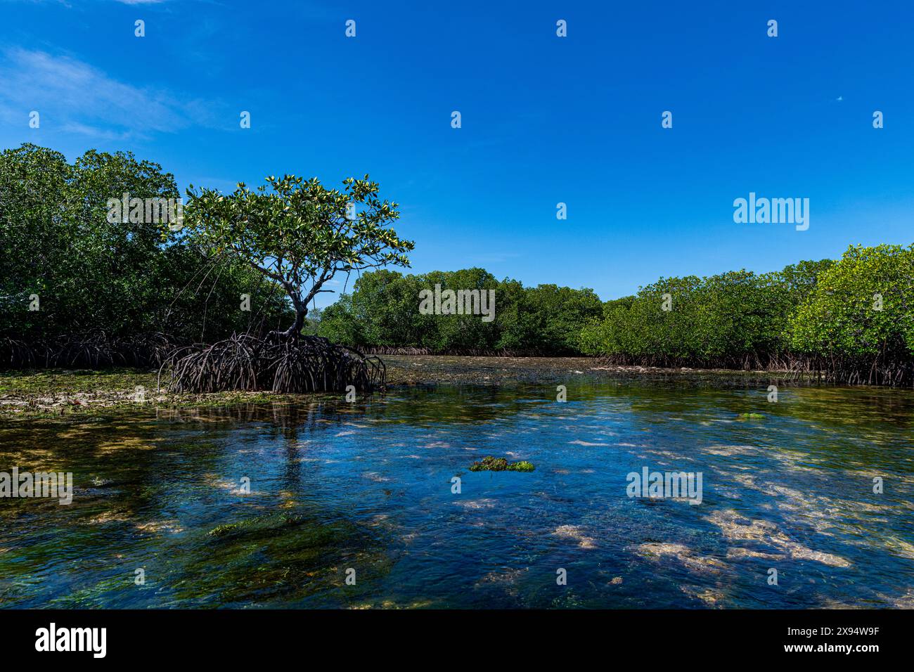 Swamps in Grande Santa Cruz Island, Zamboanga, Mindanao, Philippines ...