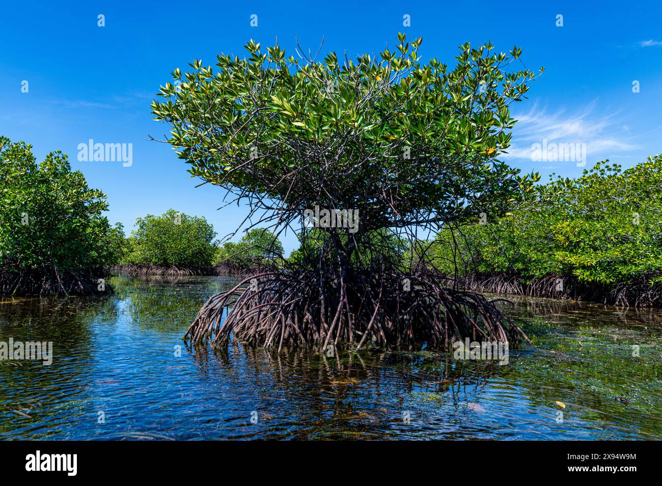 Swamps in Grande Santa Cruz Island, Zamboanga, Mindanao, Philippines ...