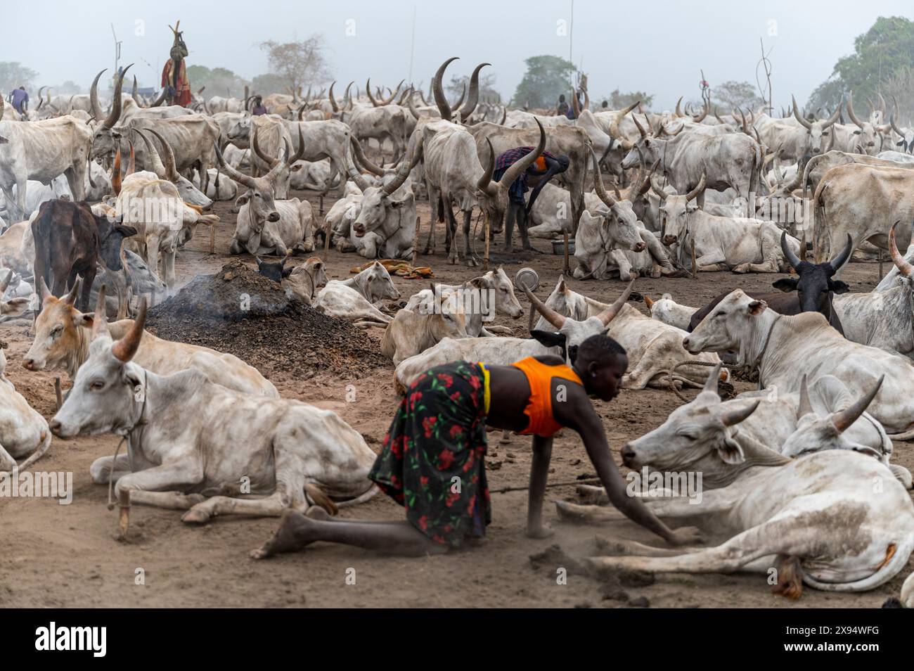 Woman of the Mundari tribe cleaning a cow, South Sudan, Africa Stock ...