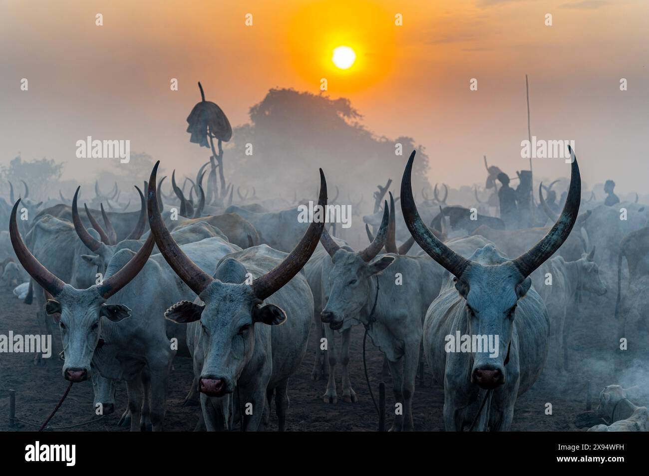 Cows from the Mundari tribe coming back to their camp at sunset, South ...